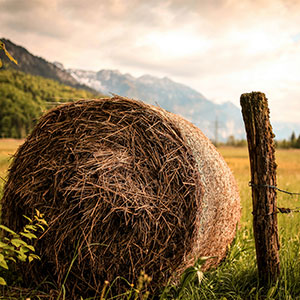 Hay and Bedding - Harleysville Feed