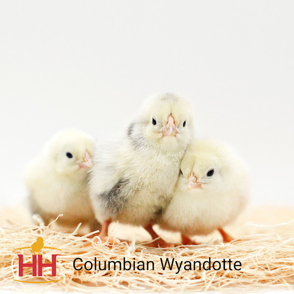 COLUMBIAN WYANDOTTE FEMALE CHICK - Harleysville Feed
