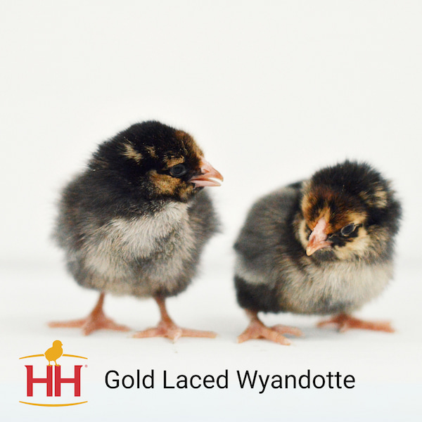 GOLD LACE WYANDOTTE FEMALE CHICK - Harleysville Feed
