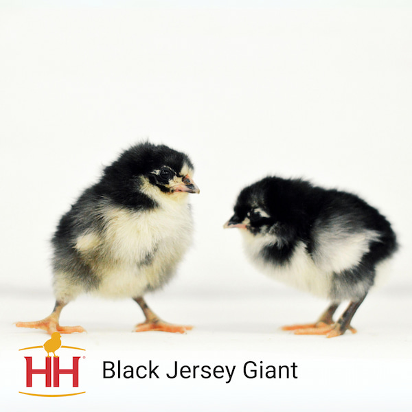 JERSEY BLACK GIANT FEMALE CHICK - Harleysville Feed