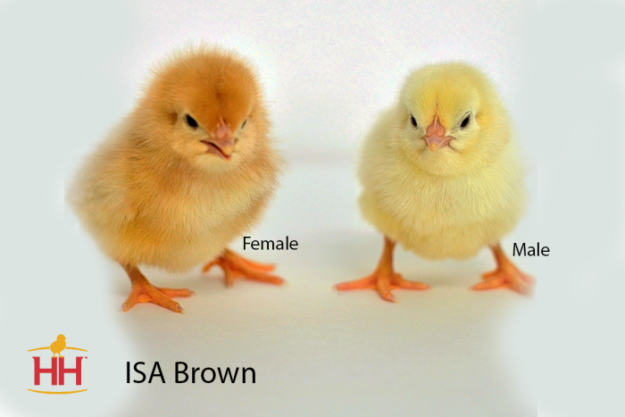 ISA BROWN FEMALE CHICK - Harleysville Feed